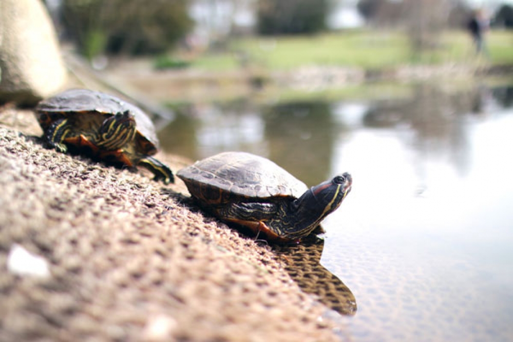Grateful Tortoises Repay Kindness - Tzu Chi Merit (Singapore)